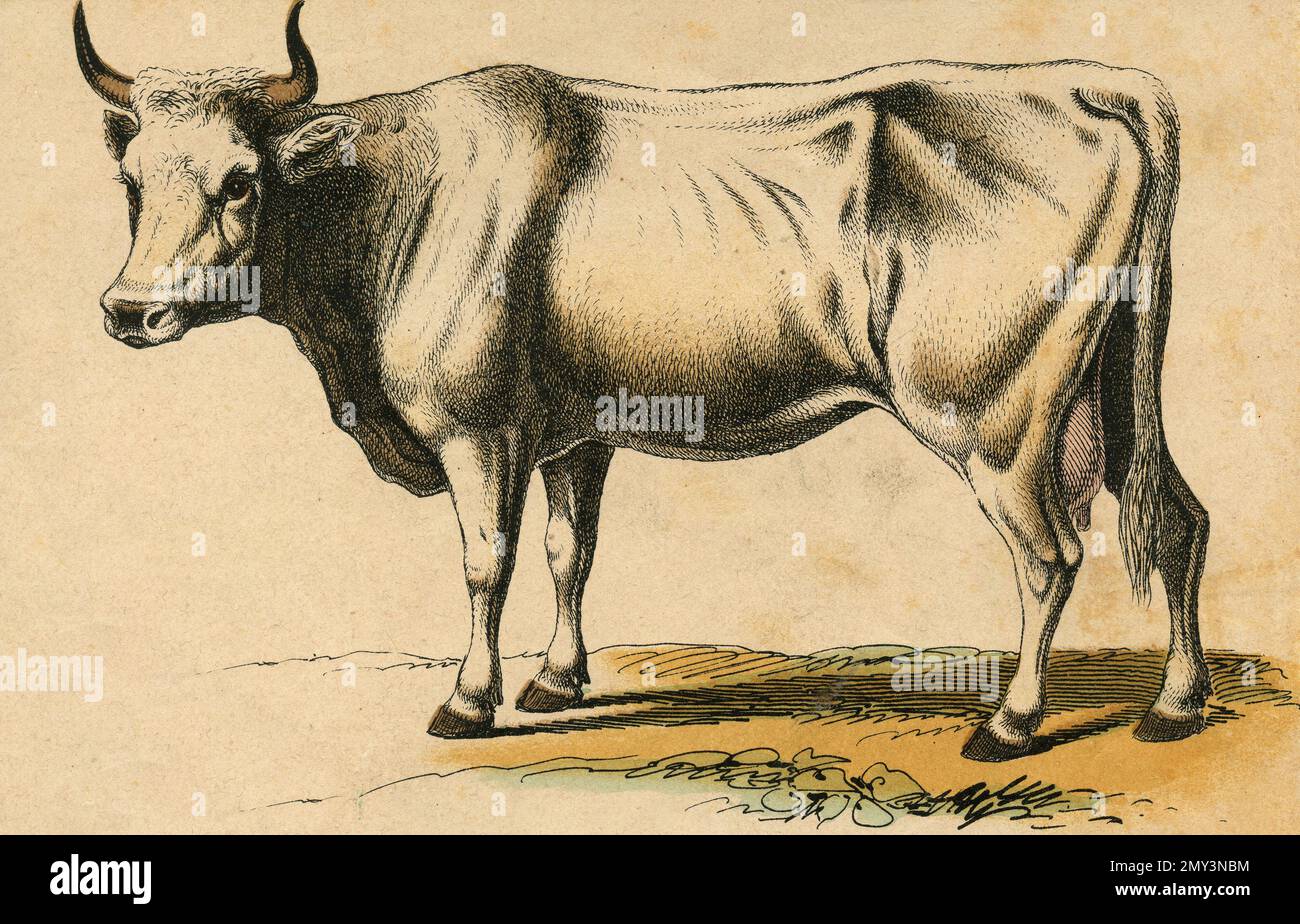 Animal life in Europe: Cow, color illustration, 1800s Stock Photo - Alamy
