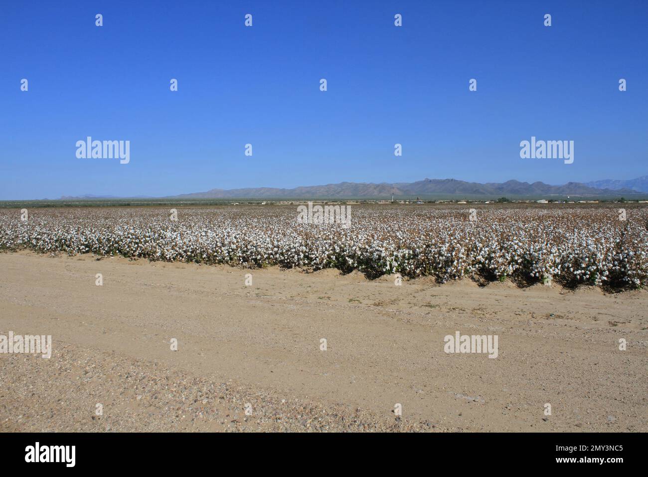 A beautiful view of a large cotton field and mountains in the distance ...