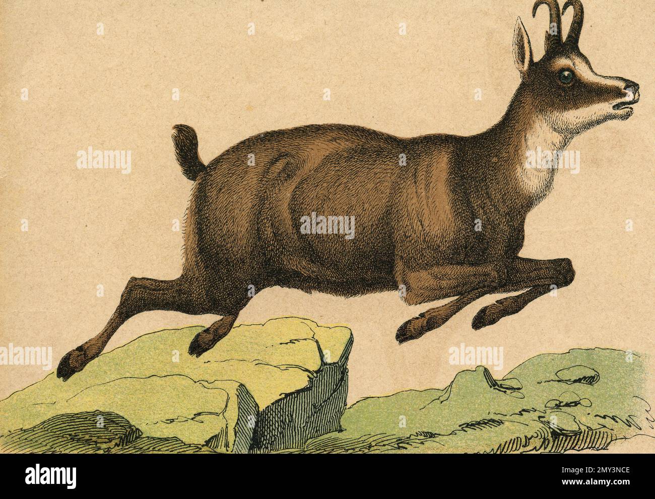 Animal life in Europe: Chamois, color illustration, 1800s Stock Photo ...