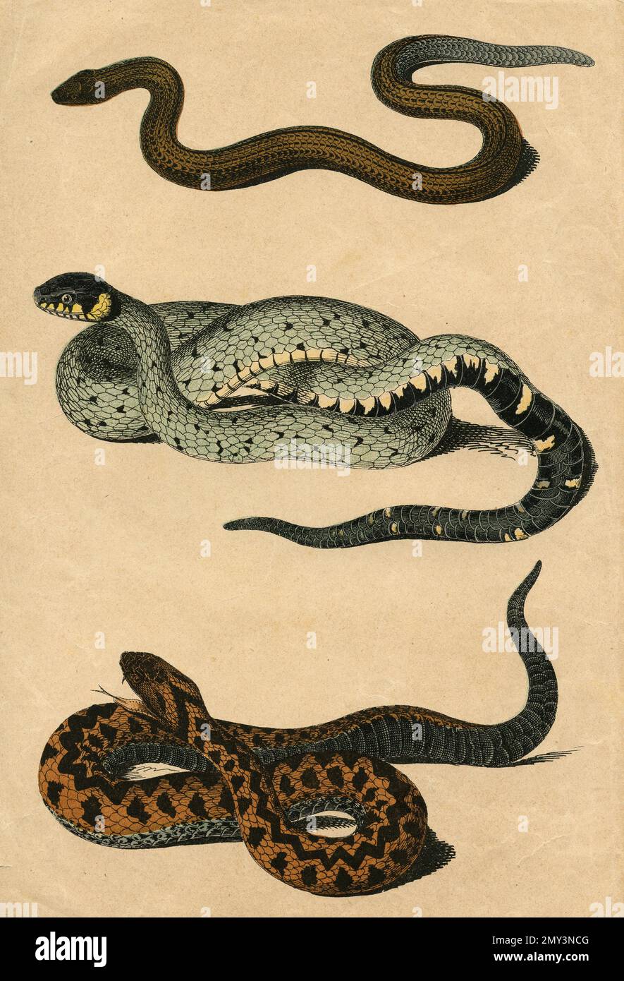 Viper Snake Drawing With Color