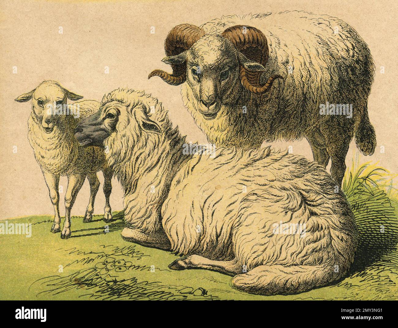 Sheep illustration hi-res stock photography and images - Alamy