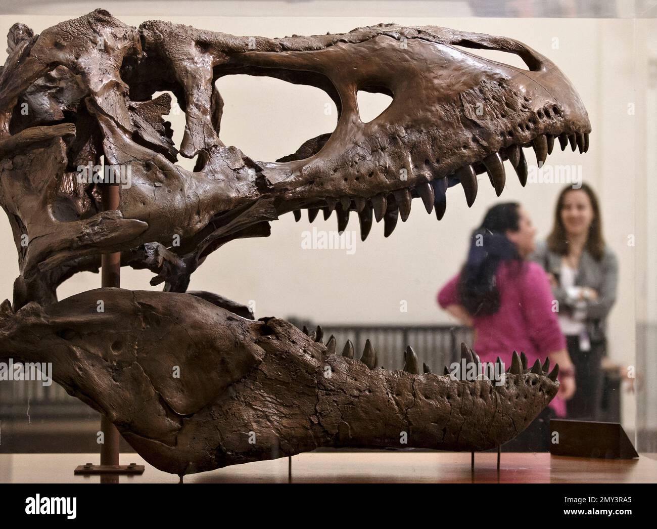 FILE - In this April 15, 2014 file photo, a cast of a Tyrannosaurus rex ...