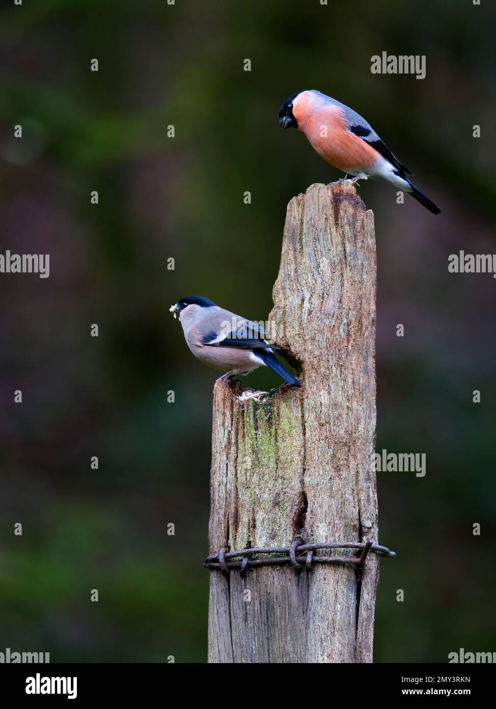 A male bull finch watches his mate, the female bull finch while she ...