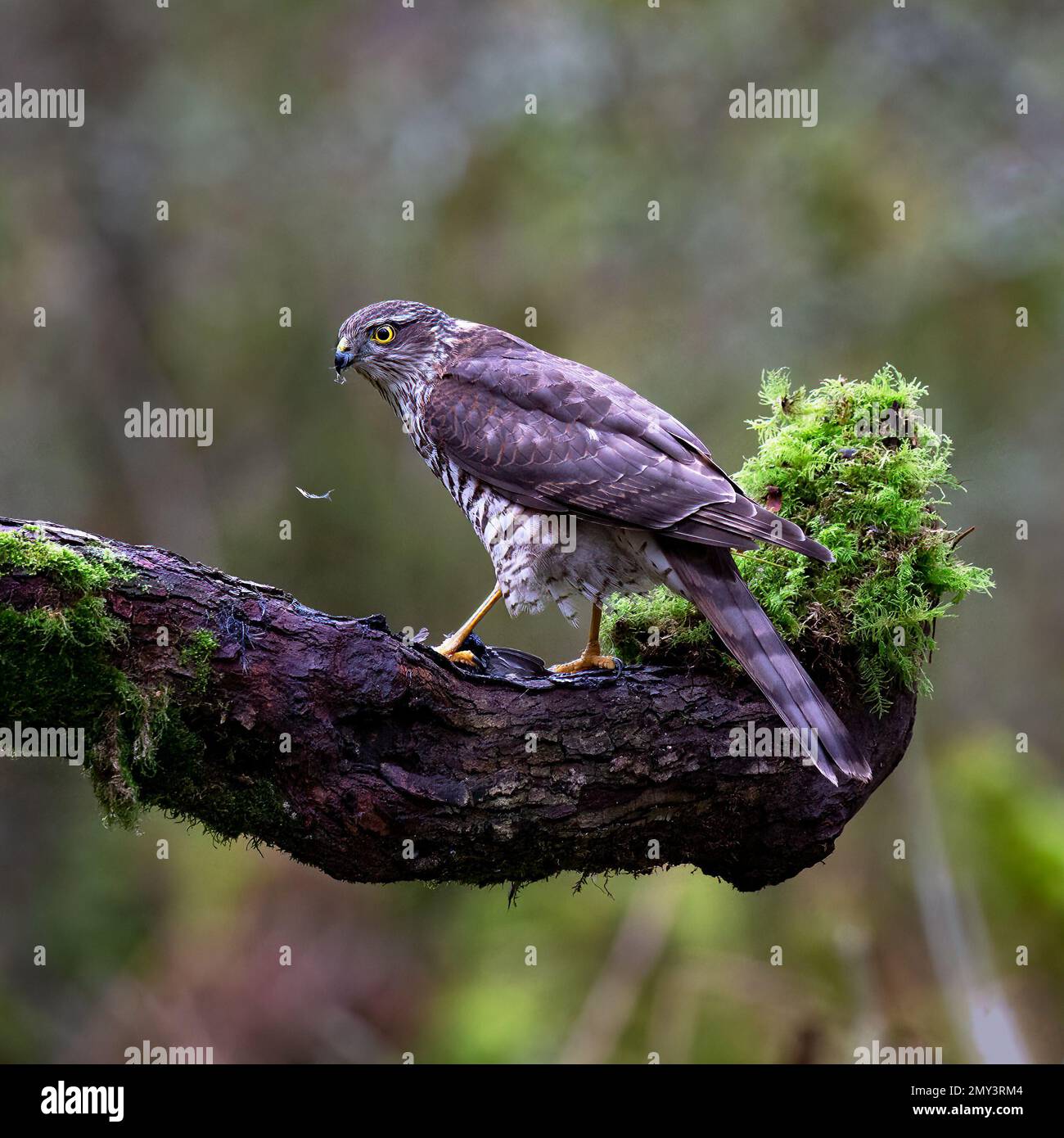 Fierce female Sparrowhawk rips into her prey on a branch in the woods ...
