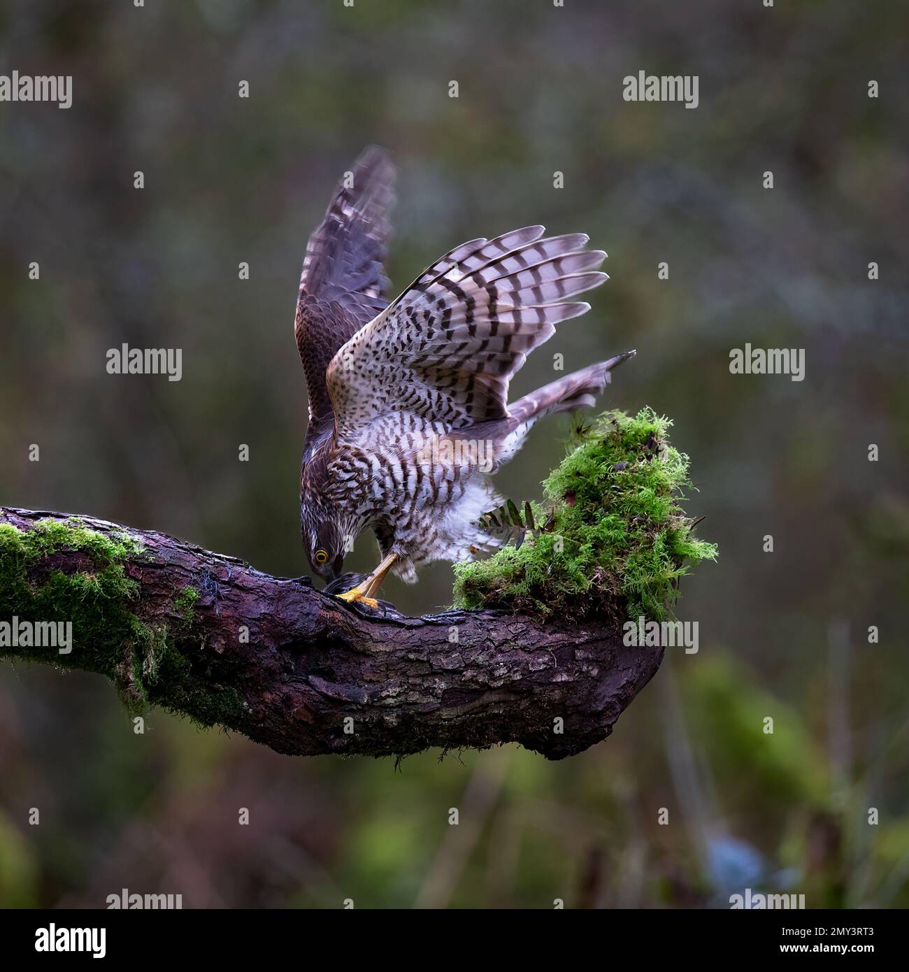 Fierce female Sparrowhawk rips into her prey on a branch in the woods ...