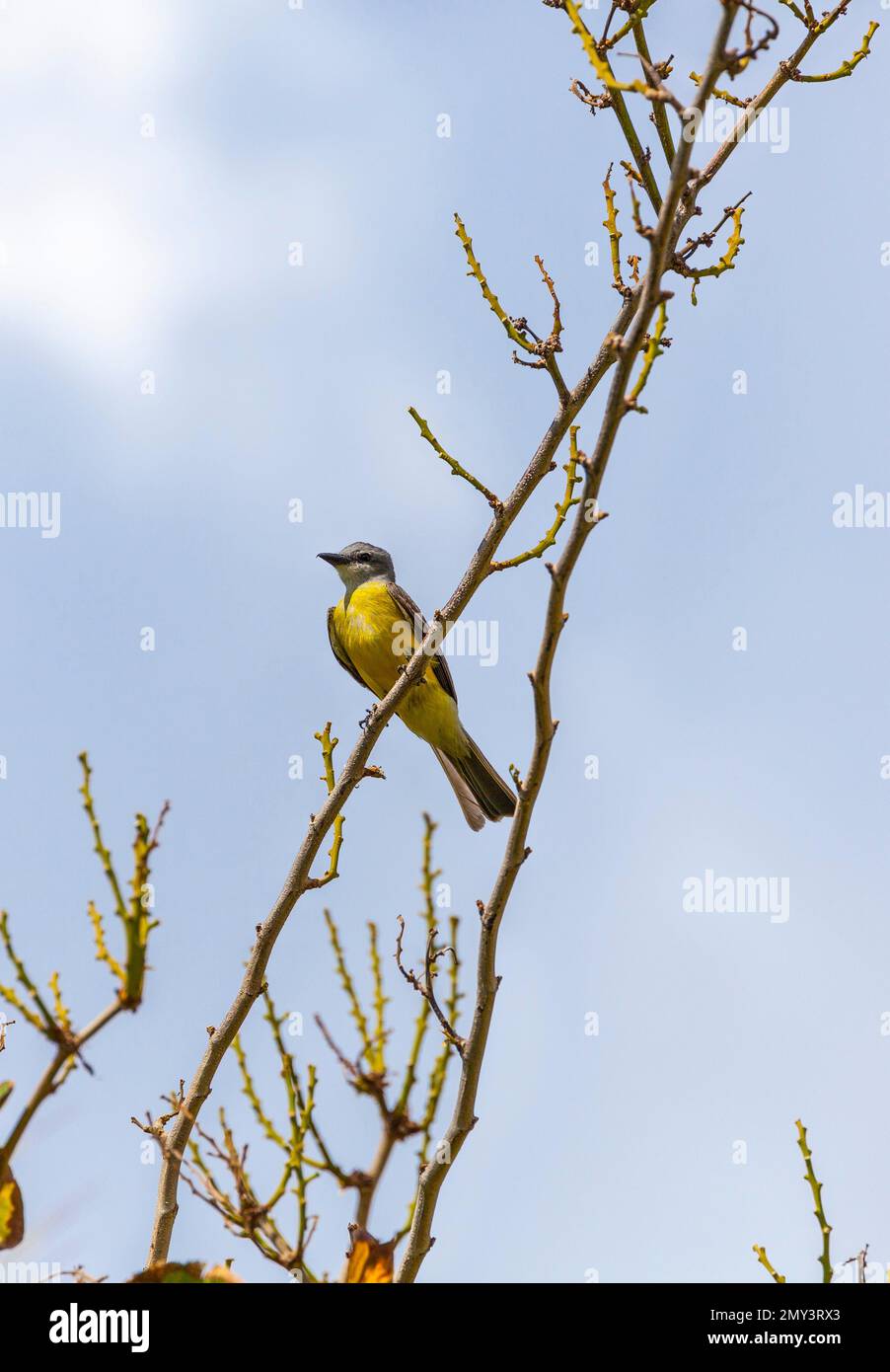 Tropical kingbird mexico hi-res stock photography and images - Alamy
