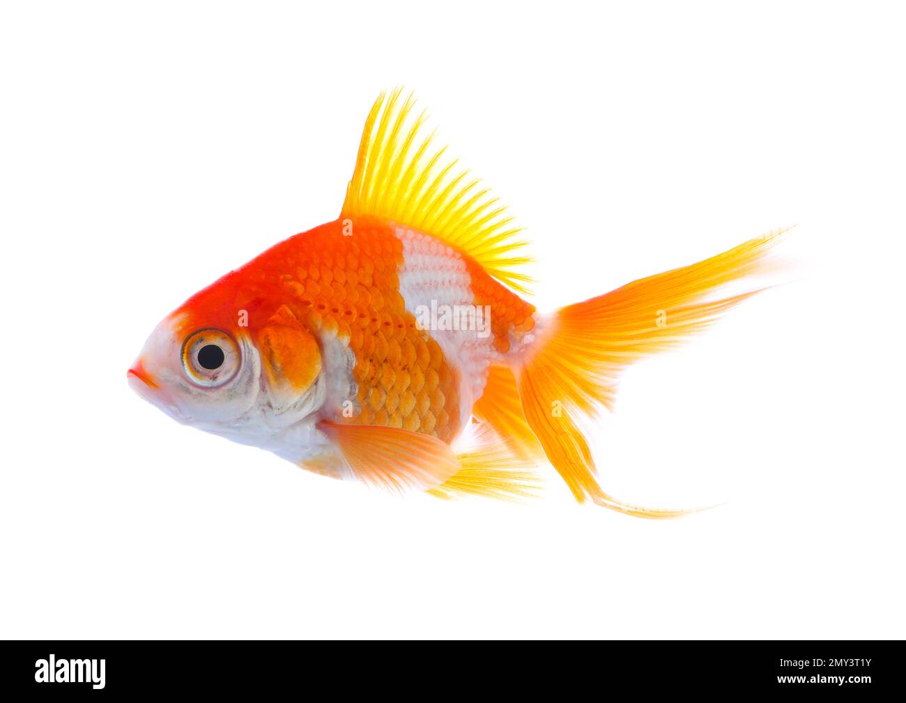 Beautiful bright small goldfish isolated on white Stock Photo - Alamy