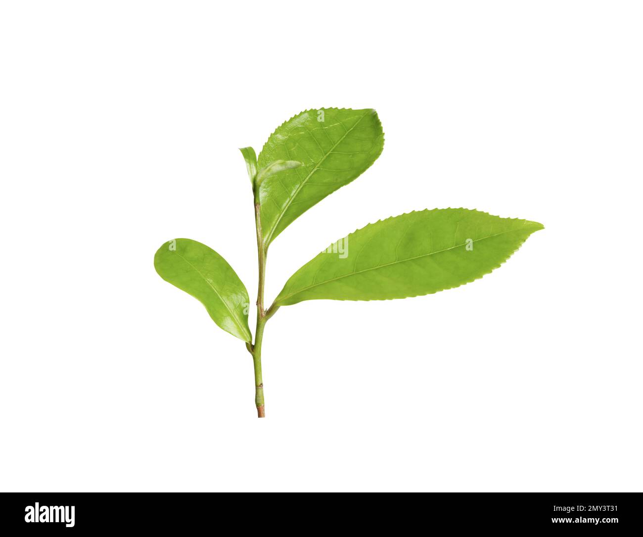 Green leaves of tea plant isolated on white Stock Photo - Alamy