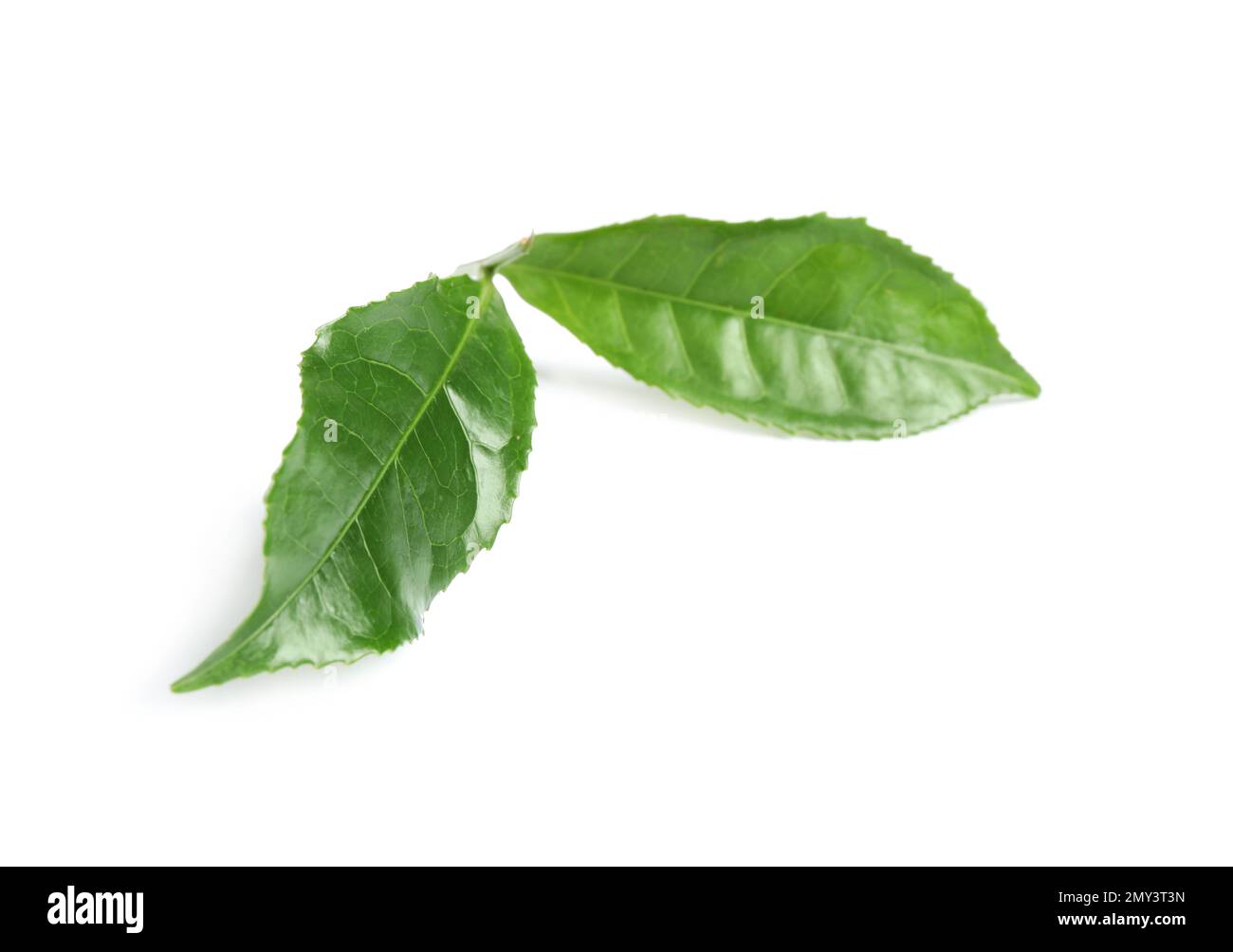 Green leaves of tea plant isolated on white Stock Photo - Alamy