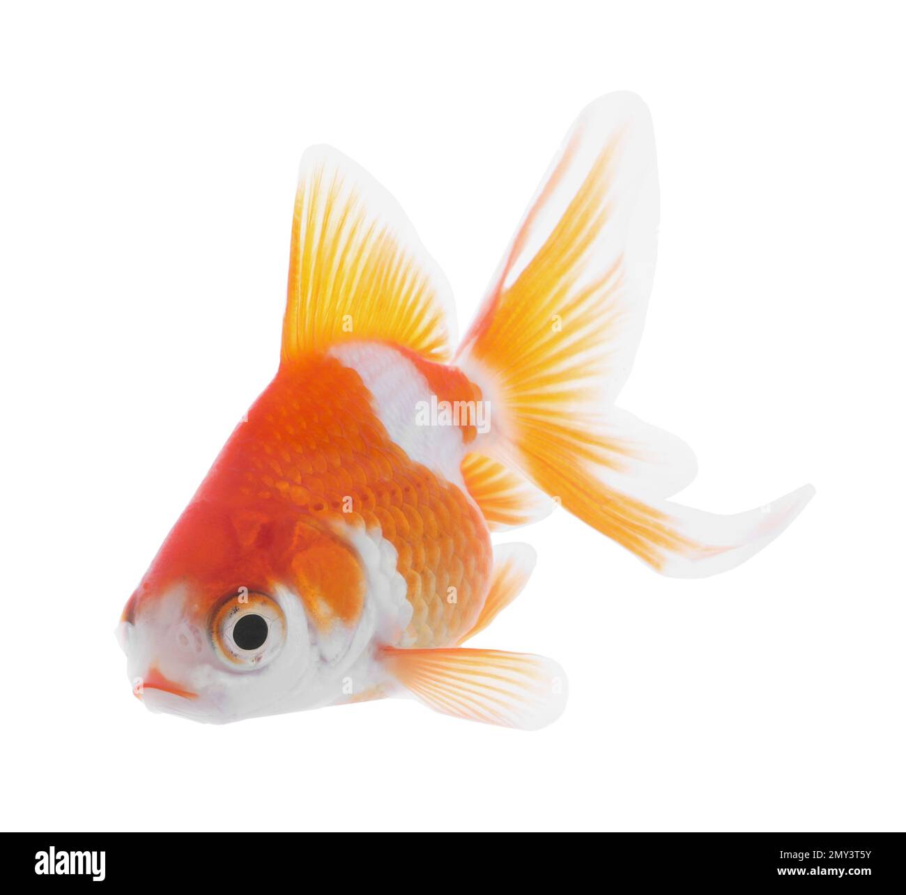 Beautiful bright small goldfish isolated on white Stock Photo - Alamy