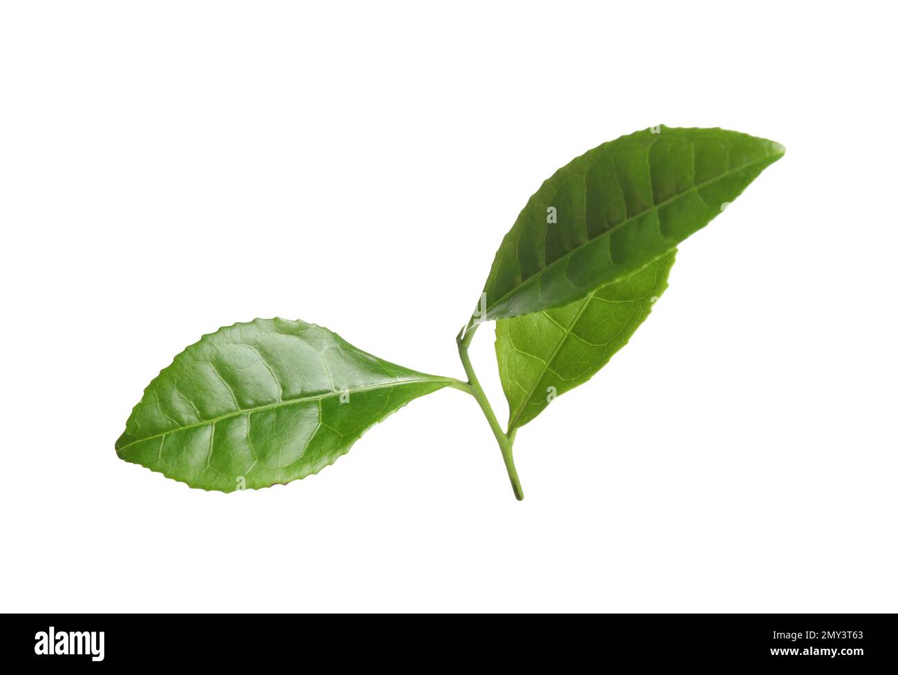 Green leaves of tea plant isolated on white Stock Photo - Alamy