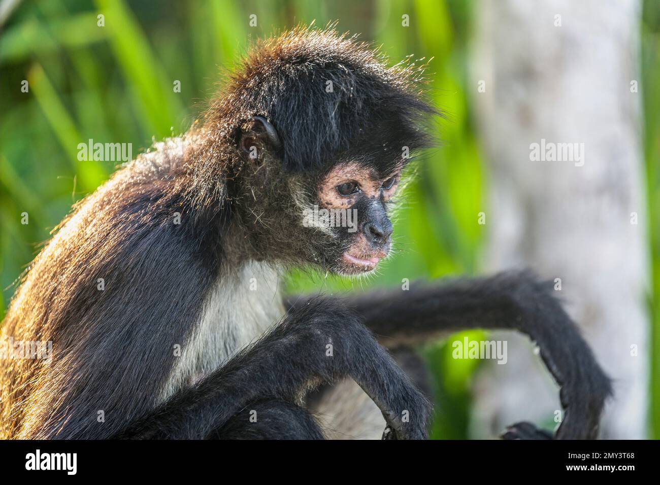 Mexican spider monkey hi-res stock photography and images - Alamy