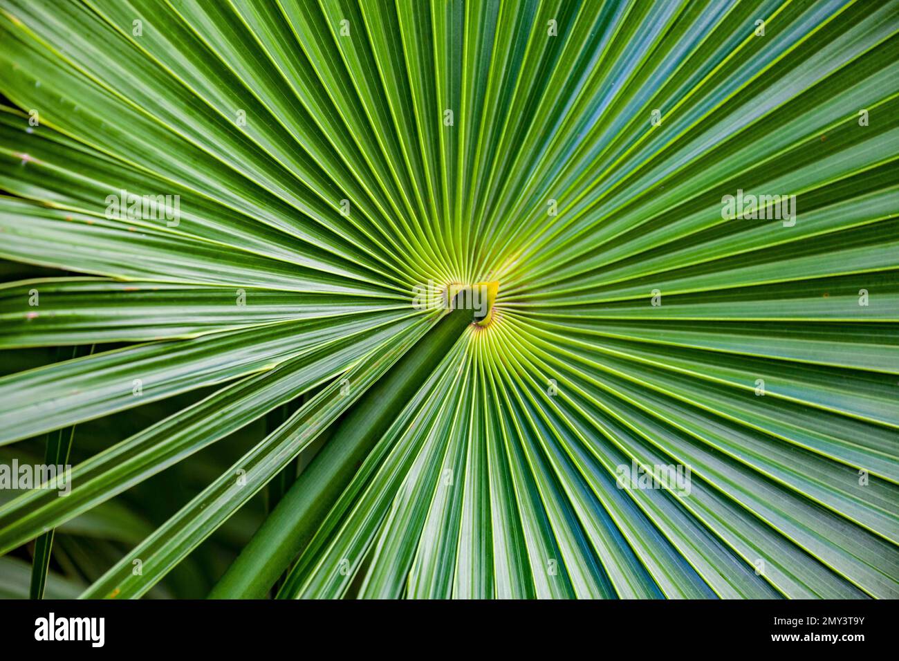 Jamaican thatch palm hi-res stock photography and images - Alamy