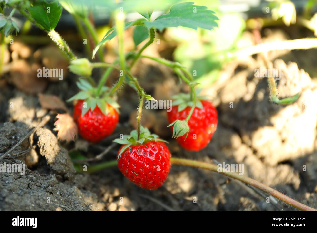 Strawberry plant with ripening berries growing in field, closeup Stock ...