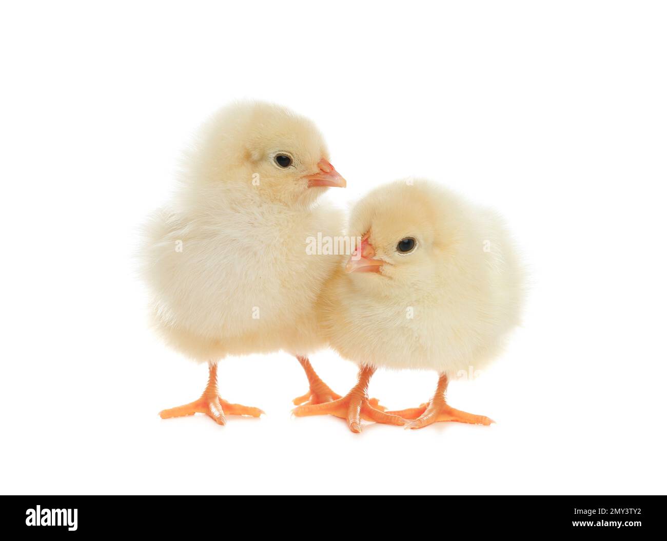 Cute fluffy baby chickens on white background Stock Photo - Alamy