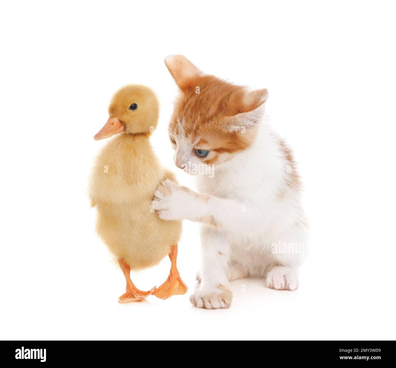 Fluffy baby duckling and cute kitten together on white background Stock Photo - Alamy