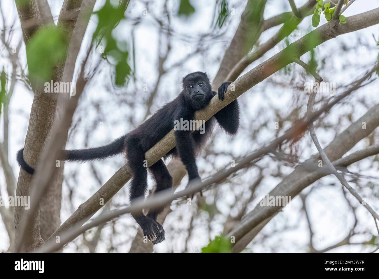 Yucatán black howler resting on a tree branch, Chiapas, Mexico Stock ...