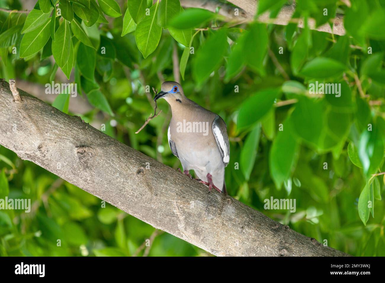 White-winged dove in the Yucatan, Mexico Stock Photo - Alamy