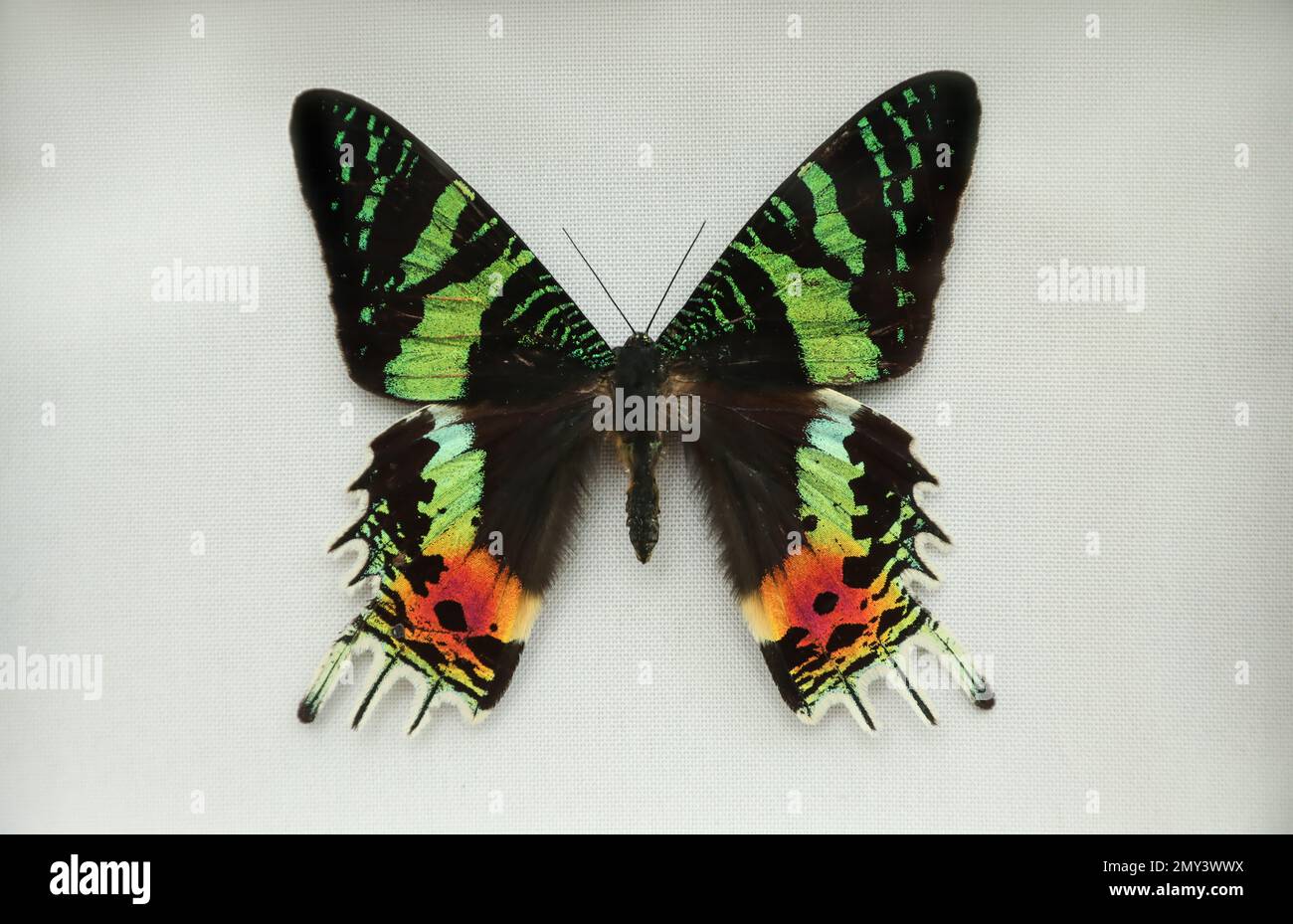 Beautiful Urania ripheus butterfly on white background Stock Photo - Alamy