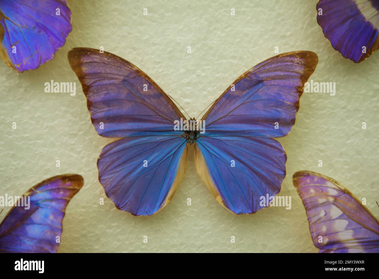 Morpho Anaxibia