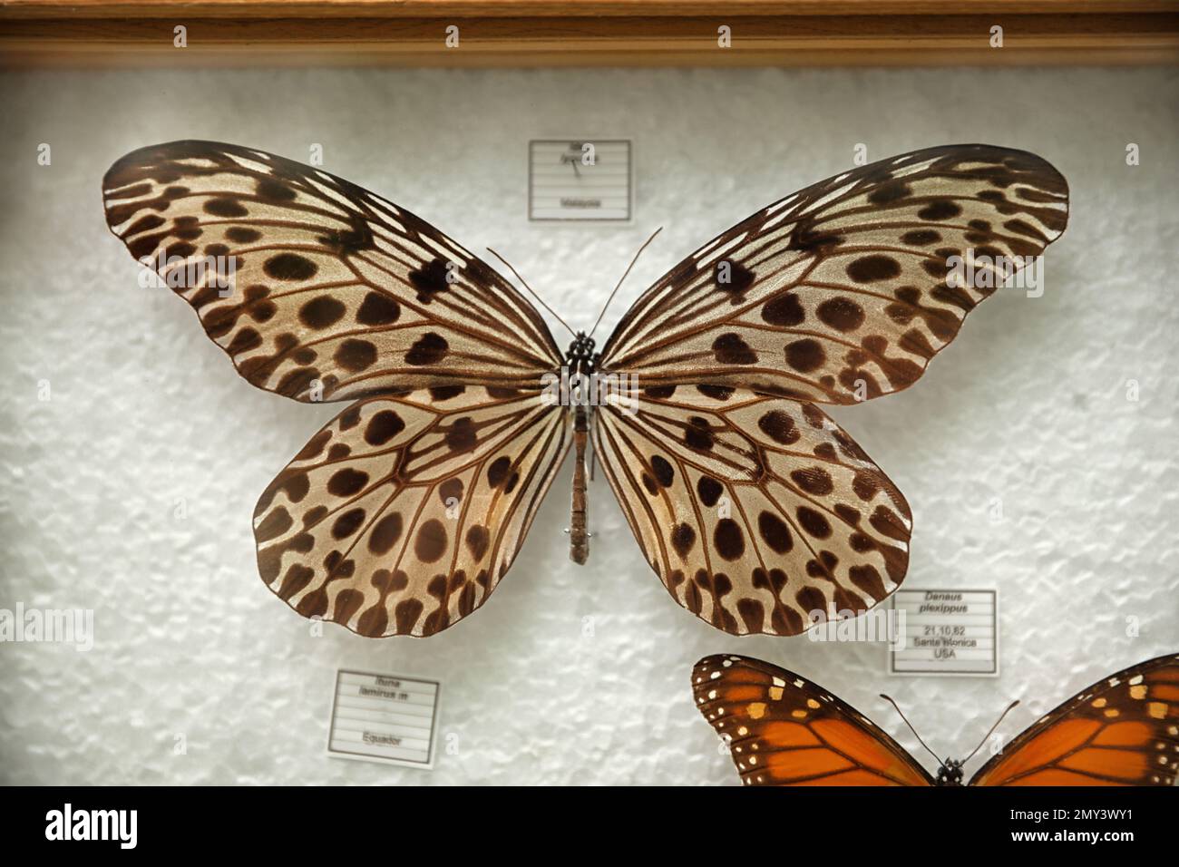 Beautiful Idea stolli butterfly on white background Stock Photo - Alamy