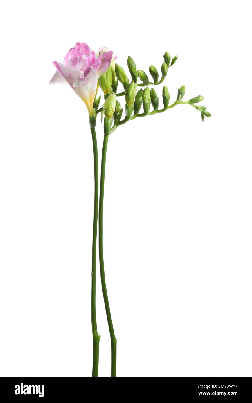 Beautiful bright freesia flowers on white background Stock Photo - Alamy