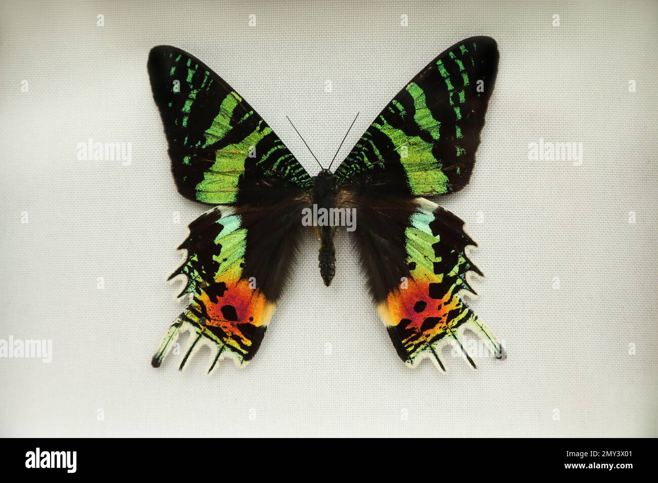 Beautiful Urania ripheus butterfly on white background Stock Photo - Alamy