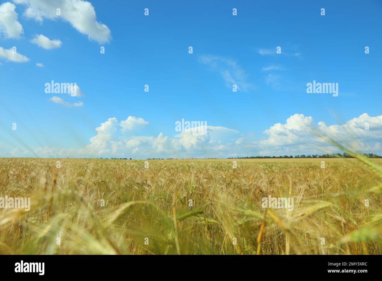 Wheat grain field on sunny day. Agriculture industry Stock Photo - Alamy