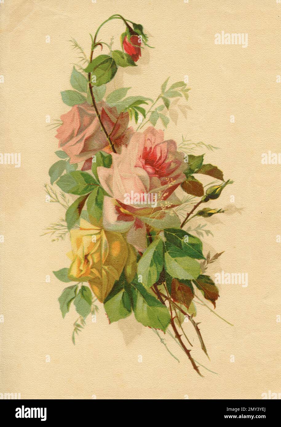 Mixed flowers, botanical color illustration, Italy 1800s Stock Photo ...