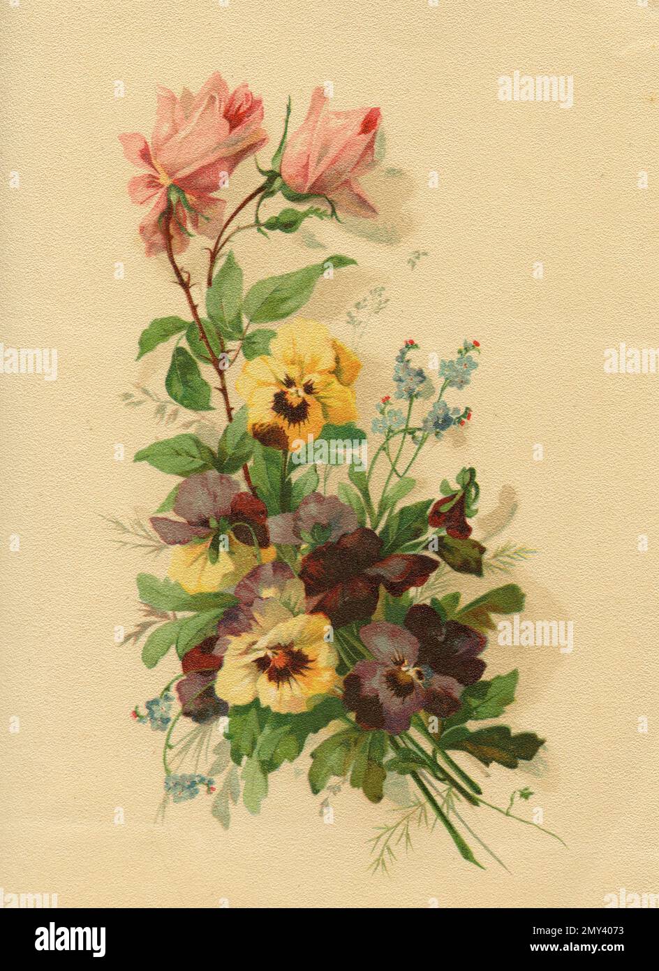 Botanical illustration flowers hi-res stock photography and images - Alamy