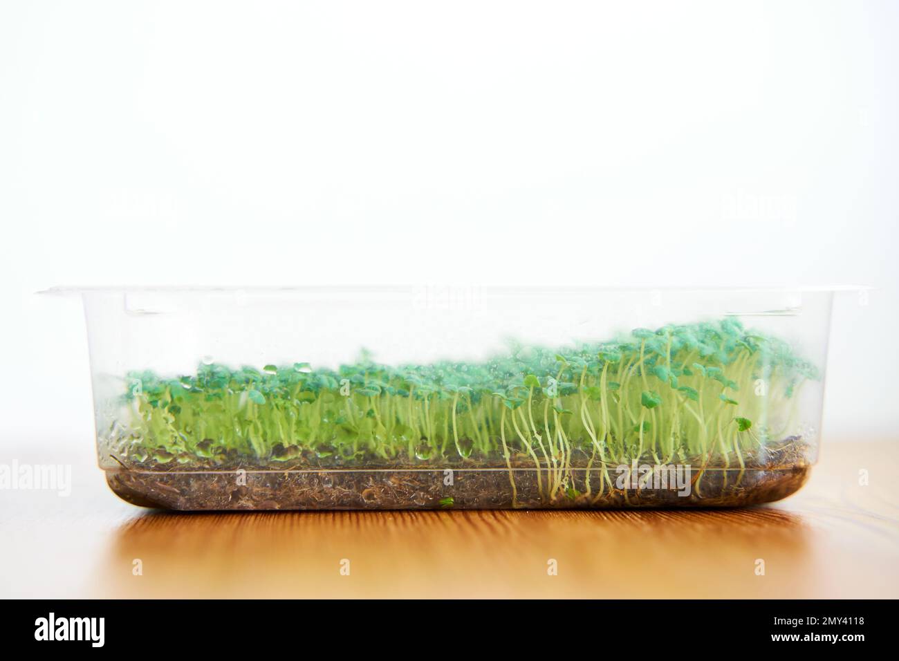 Chia plant in pot hi-res stock photography and images - Alamy