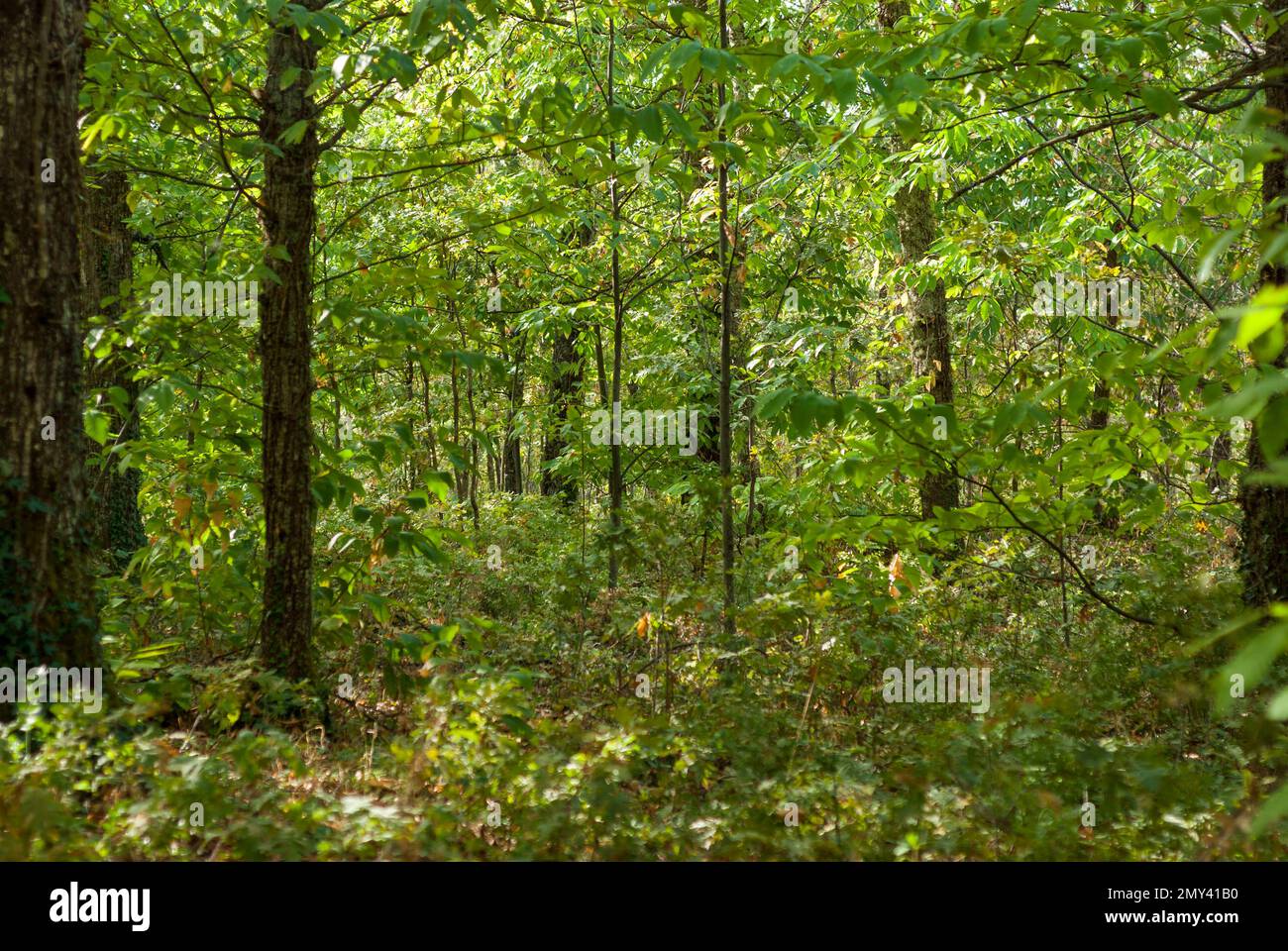 Grass rain forest rainforest green tropical vegetation horizontal hi ...