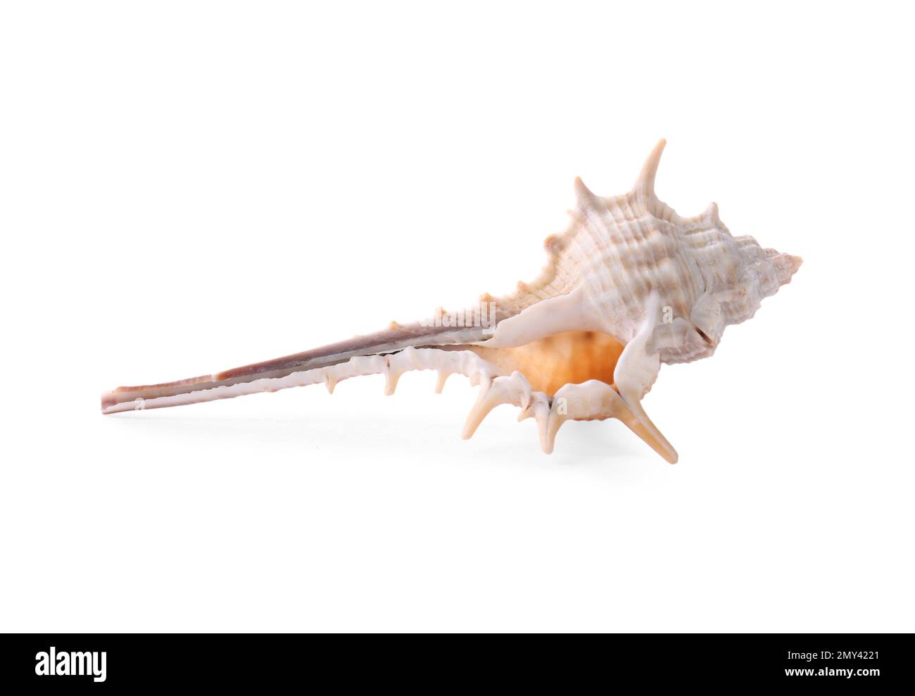 Beautiful exotic sea shell isolated on white Stock Photo - Alamy