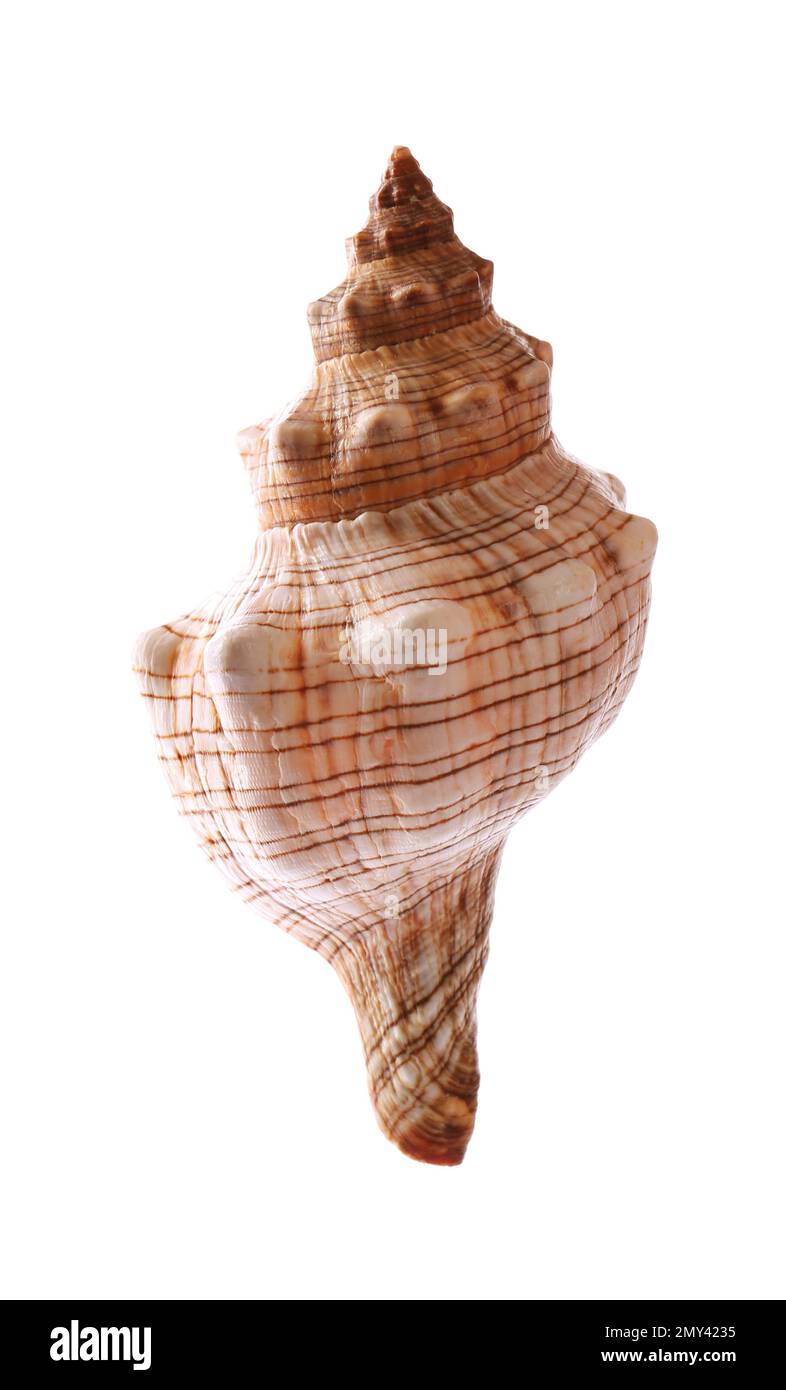 Beautiful exotic sea shell isolated on white Stock Photo - Alamy