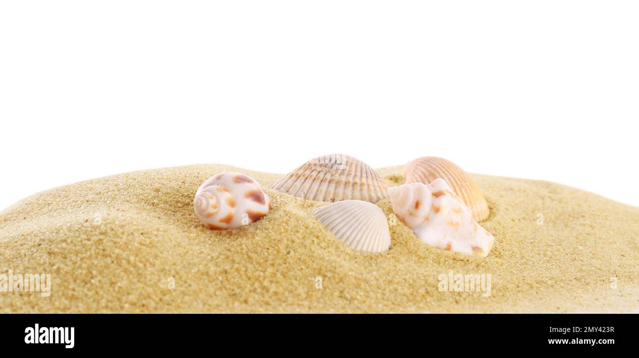 Beautiful exotic sea shells and sand on white background Stock Photo ...