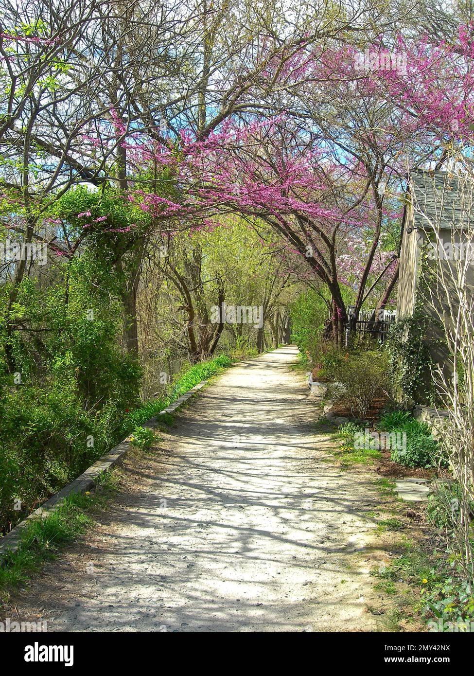 Canal path with pink (Cherry Blossoms) and green tree canopy, along the ...