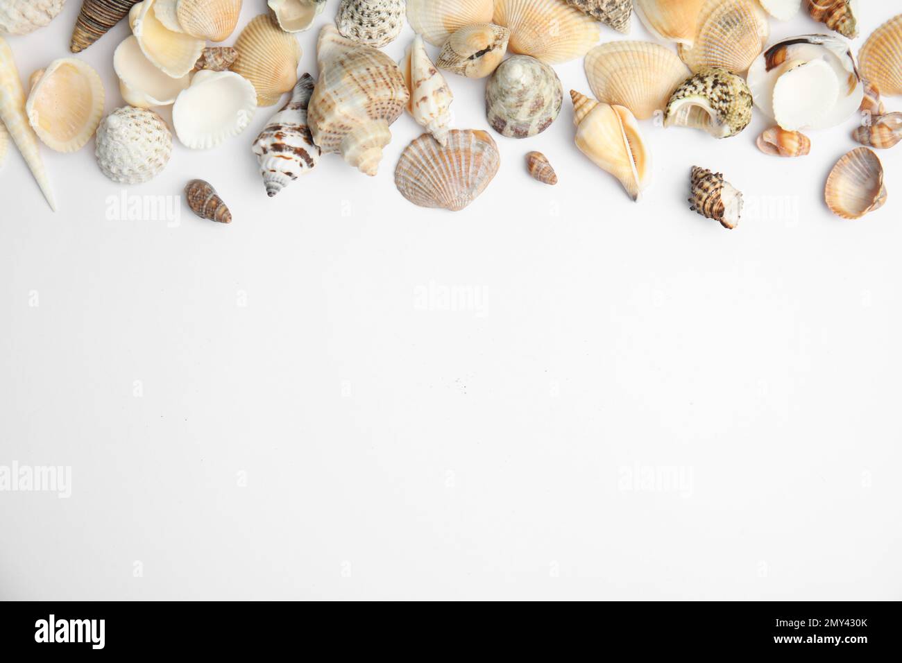 Different beautiful sea shells on white background, top view Stock ...