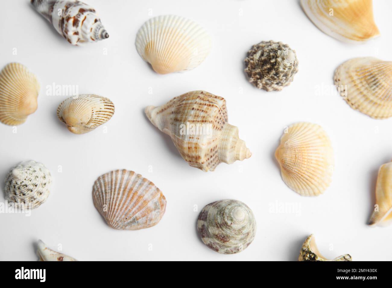 Different beautiful sea shells on white background, top view Stock ...