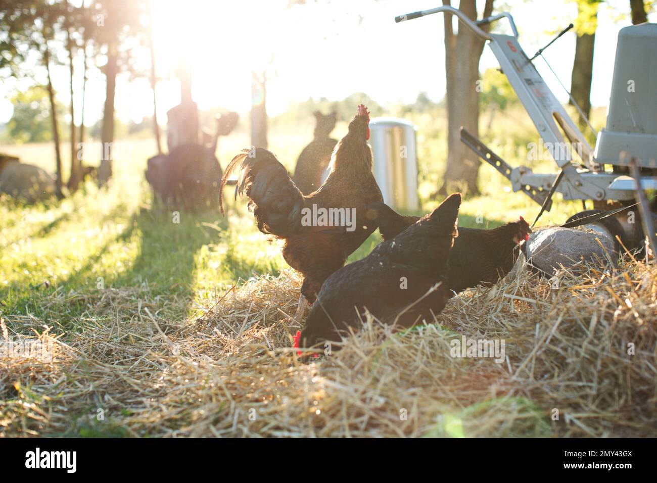 The Australorp chickens foraging in a meadow on a sunny day Stock Photo ...