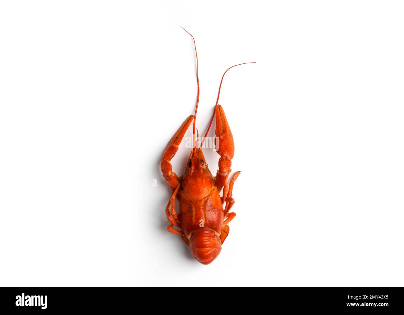 Delicious boiled crayfish isolated on white, top view Stock Photo - Alamy