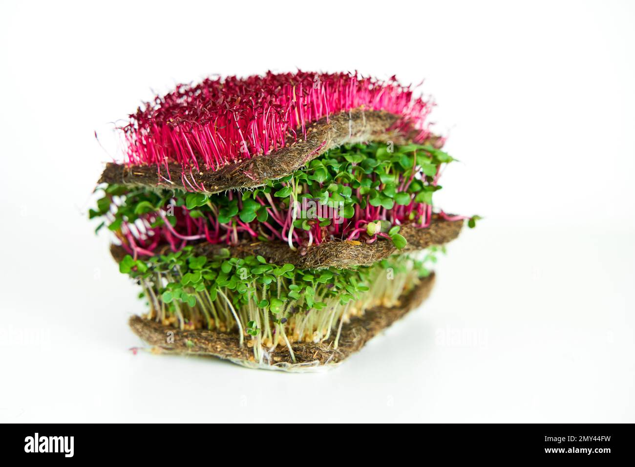 Microgreen plants mix of various plants. Person holding in hand ...