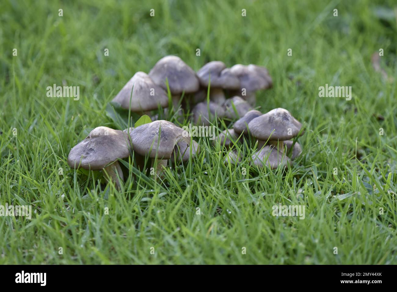 Clustered Grassland Common Gilled Mushrooms Growing in Green Grass in ...