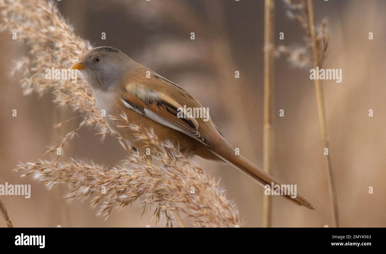 Bearded reedling taken at Radipole Lake Nature Reserve on 28/01/2023 ...
