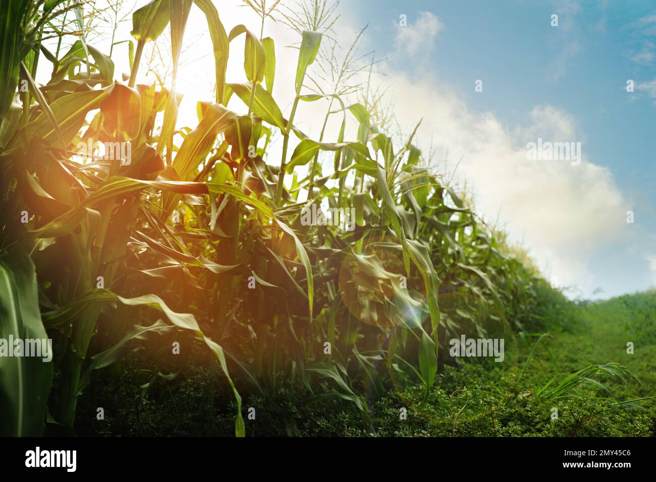 Sunlit corn field under hi-res stock photography and images - Alamy