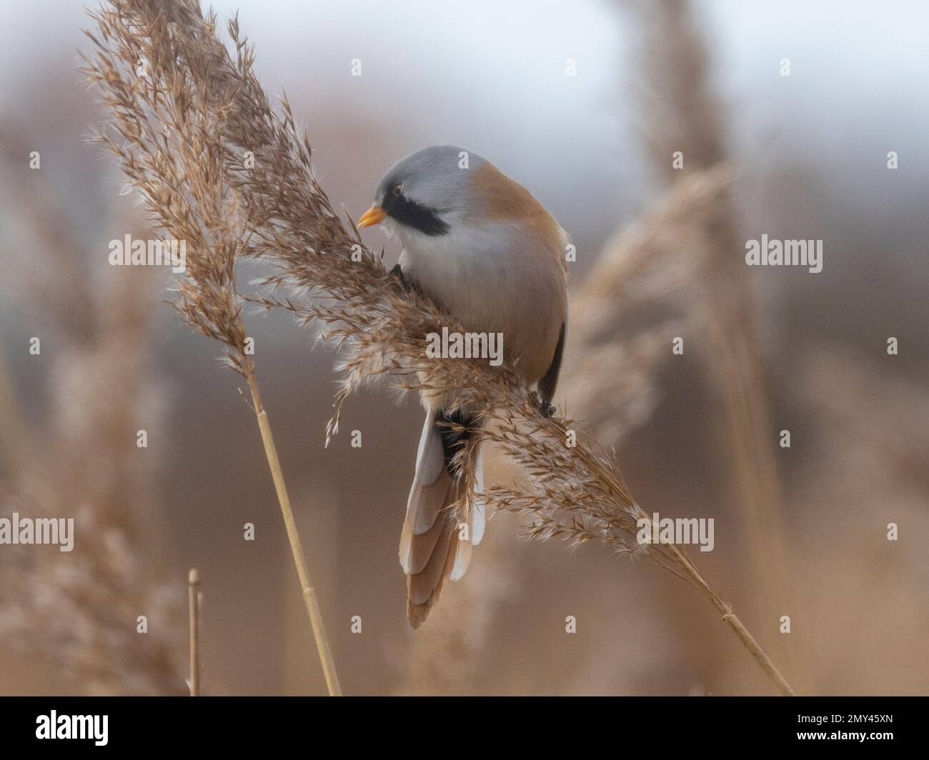 Bearded reedling taken at Radipole Lake Nature Reserve on 28/01/2023 ...