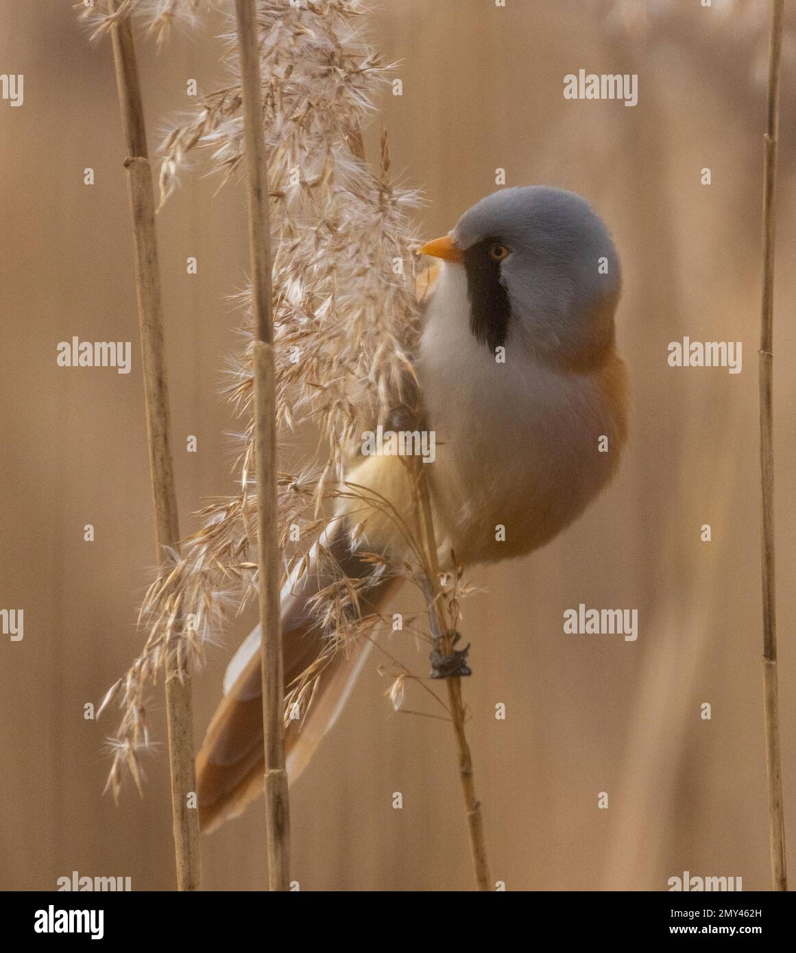 Bearded reedling taken at Radipole Lake Nature Reserve on 28/01/2023 ...