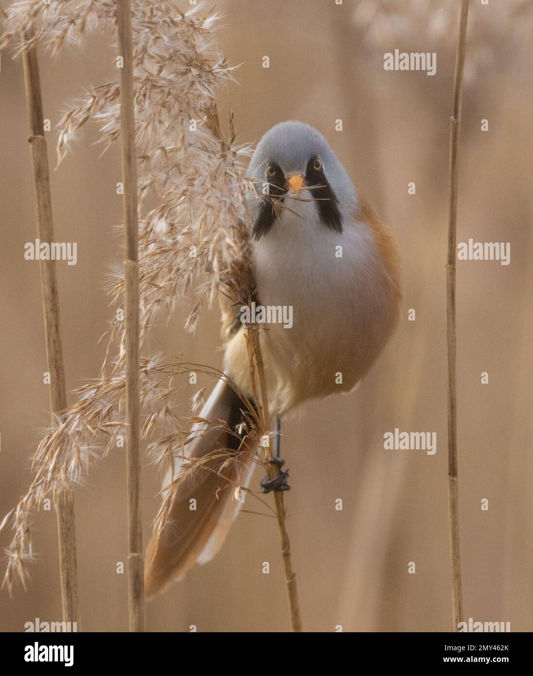 Bearded reedling taken at Radipole Lake Nature Reserve on 28/01/2023 ...
