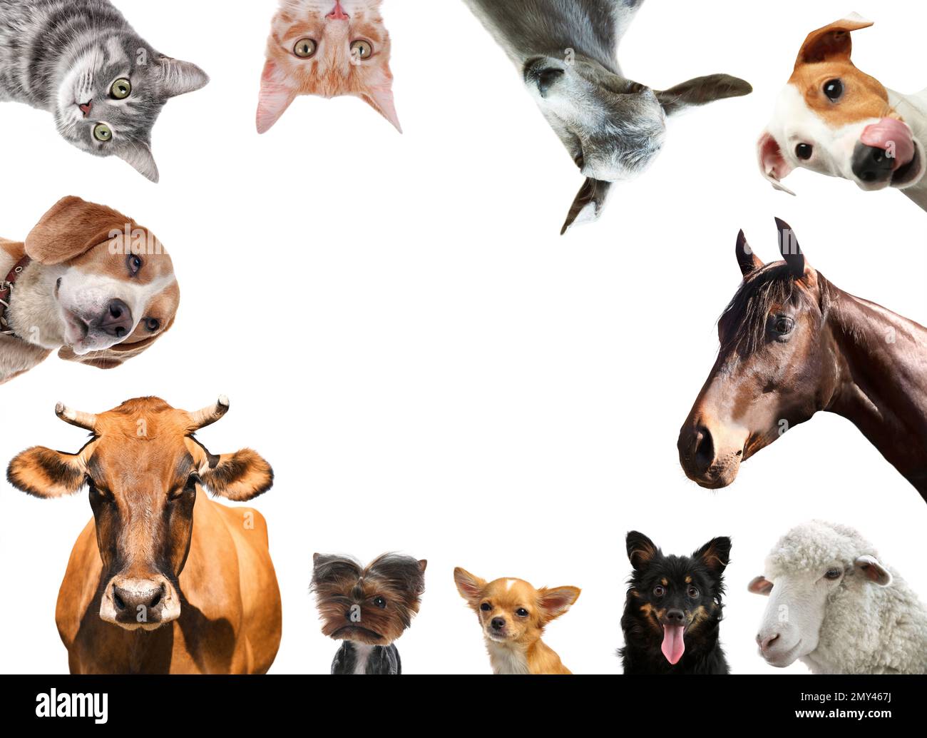 Collage with horse and other pets on white background Stock Photo - Alamy
