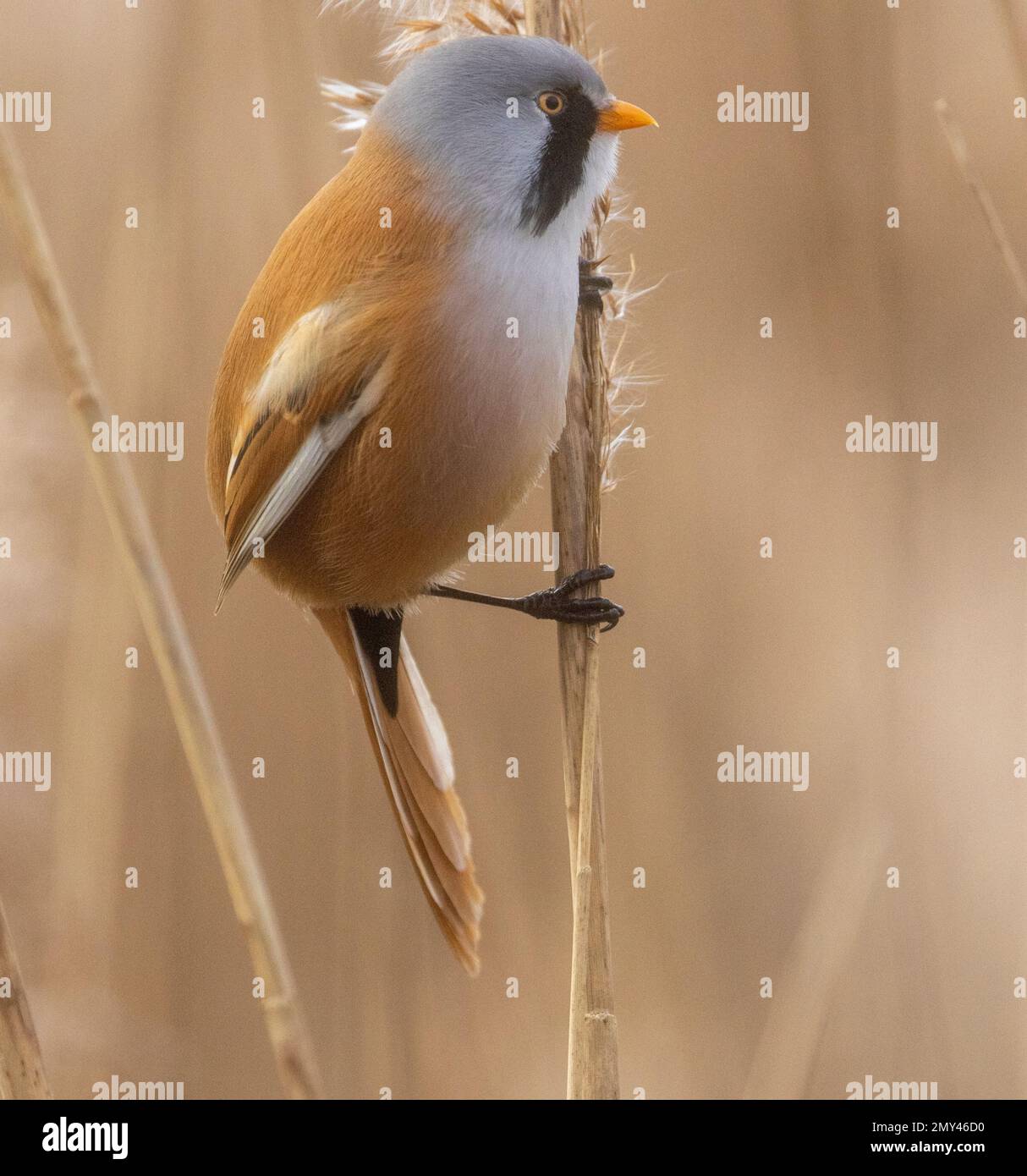Bearded reedling taken at Radipole Lake Nature Reserve on 28/01/2023 ...