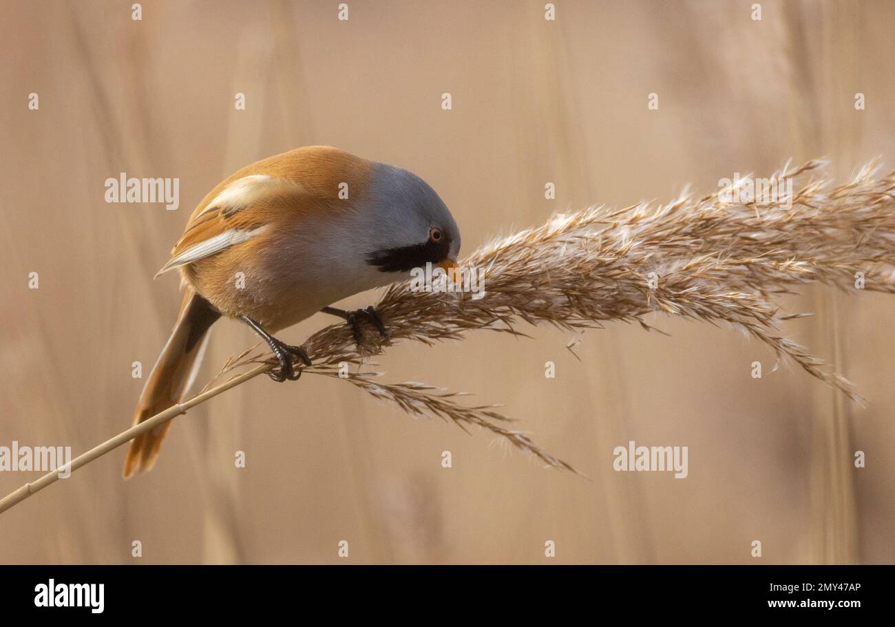Bearded reedling taken at Radipole Lake Nature Reserve on 28/01/2023 ...